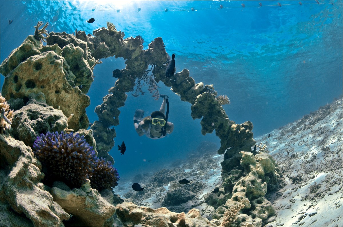 Adopt a Coral with Coral Guardian! Here’s to an Inspiring and ...